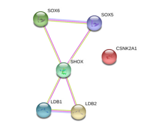 SHOX Deficiency - Child Growth Foundation